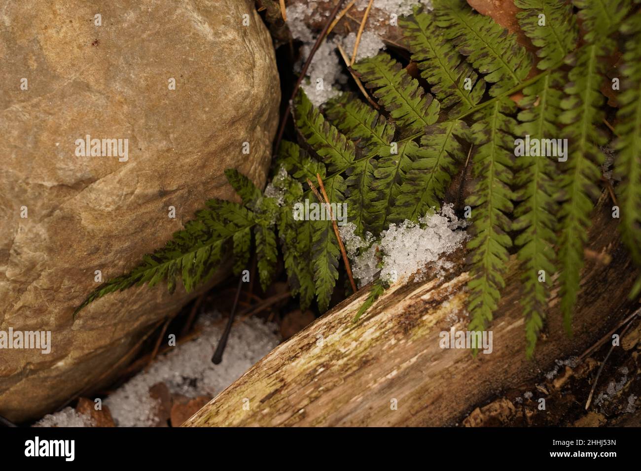 photography of a stone, fern and a tree chunk Stock Photo - Alamy