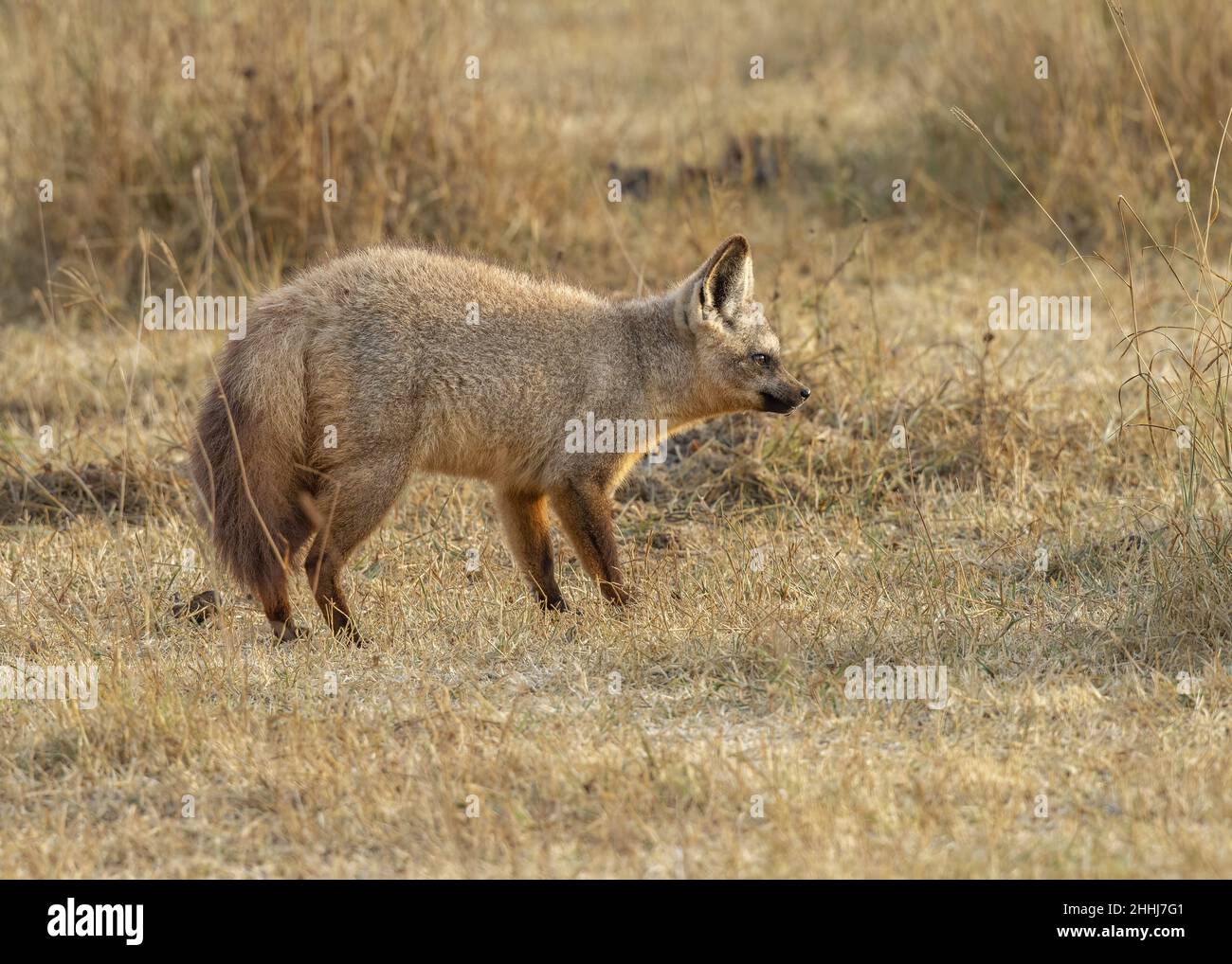 Bat-eared fox (Otocyon megalotis), Ngorongoro Conservation Area ...