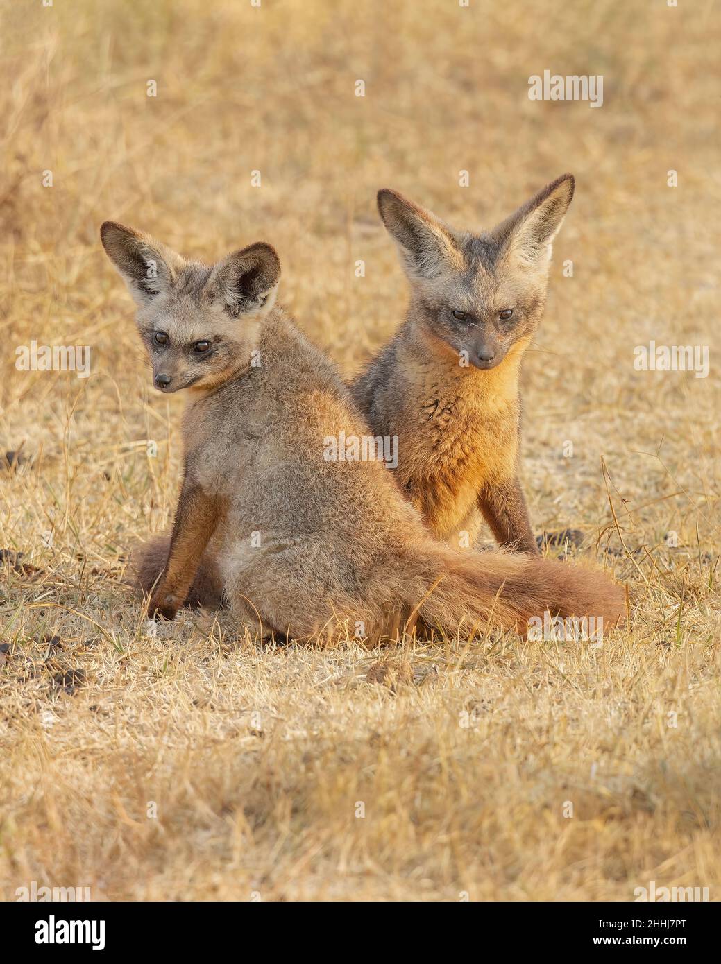 Two Bat-eared fox (Otocyon megalotis), Ngorongoro Conservation Area ...