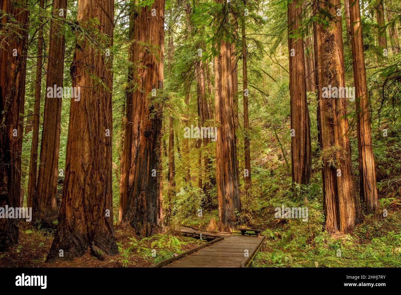 Muir Woods National Monument, Mill Valley, California, USA Stock Photo ...