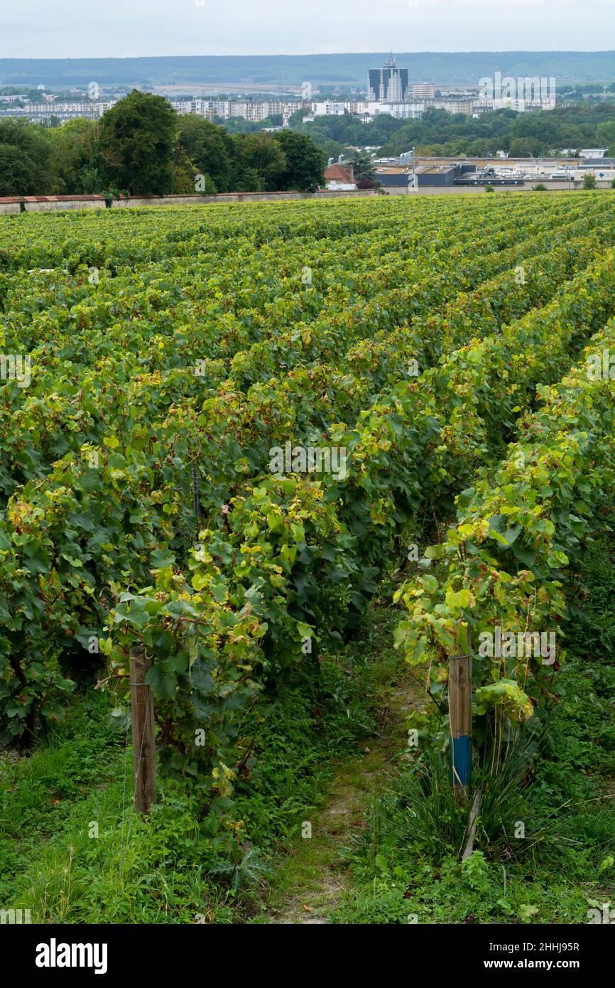 View on green vineyards of famous champagne houses in Reims, Champagne ...