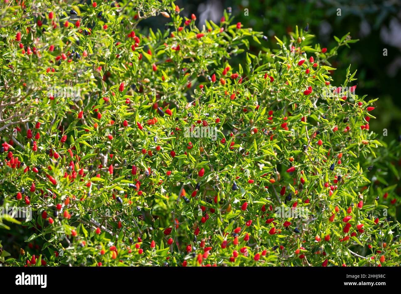 Small ripe red hot chili peppers growing on plant ready to harvest ...