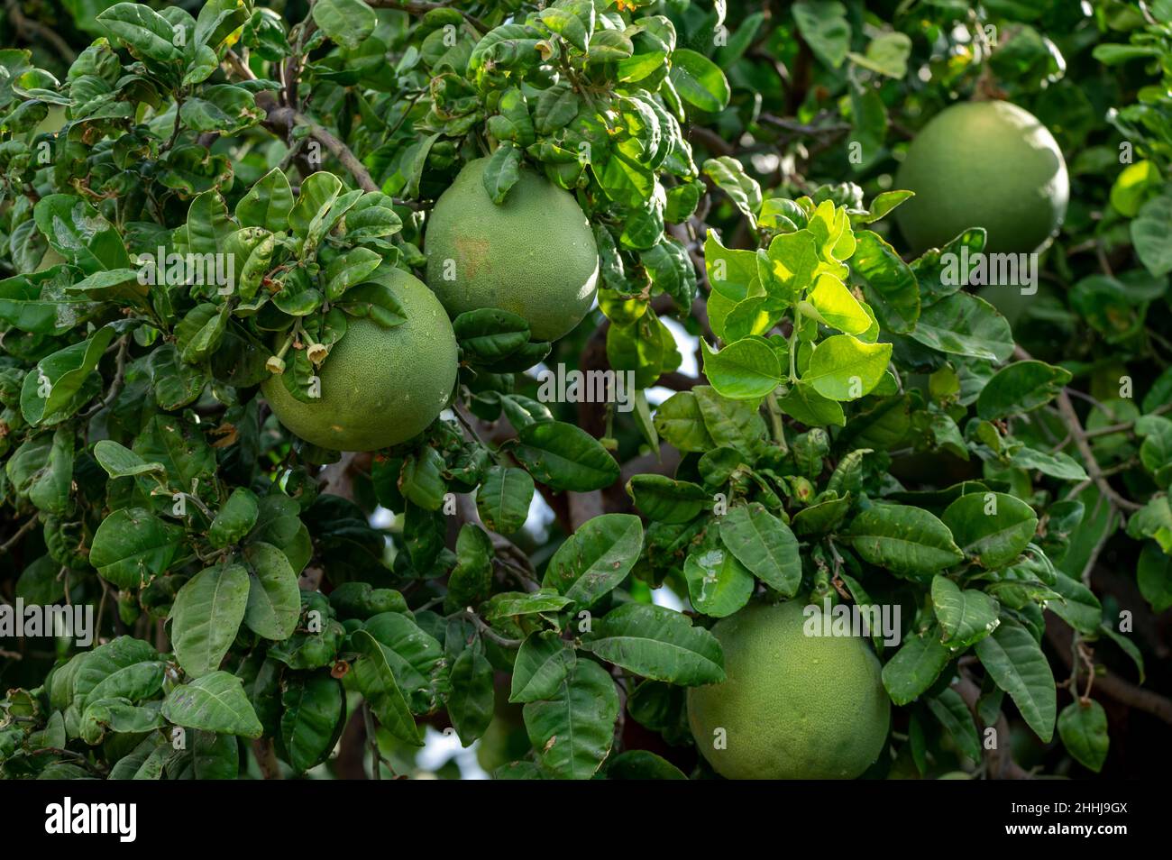 Big round pomelo tropical citrus fruits hanging on trees on pomelo ...
