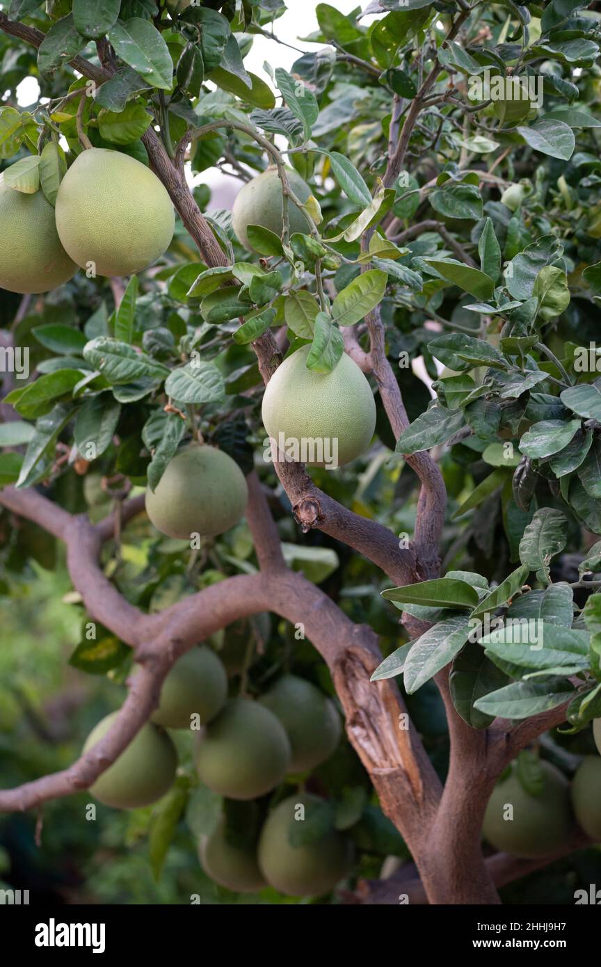 Big round pomelo tropical citrus fruits hanging on trees on pomelo ...
