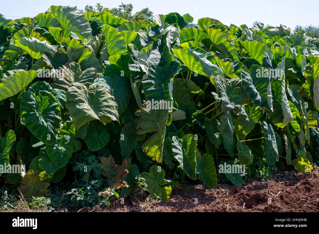 Plantationf of Colocasia esculenta tropical plant grown primarily for ...