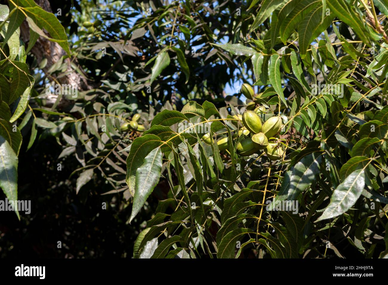 Green pecan nuts ripening on plantations of pecan trees on Cyprus near ...