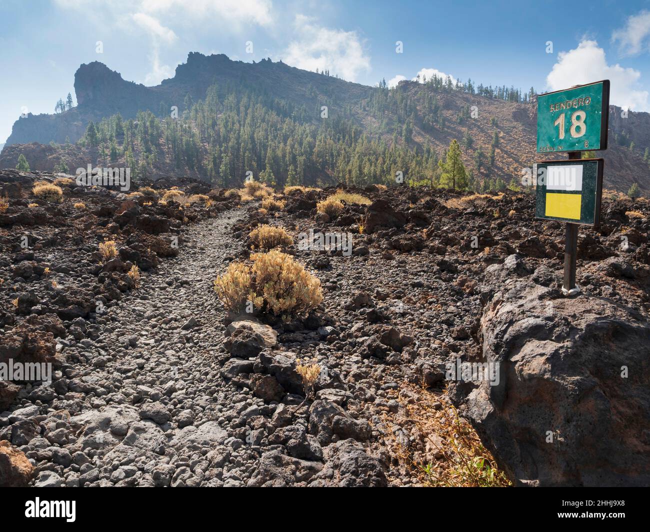 Canary pines in Tenerife. On walking path Red de Senderos TF18 Stock ...