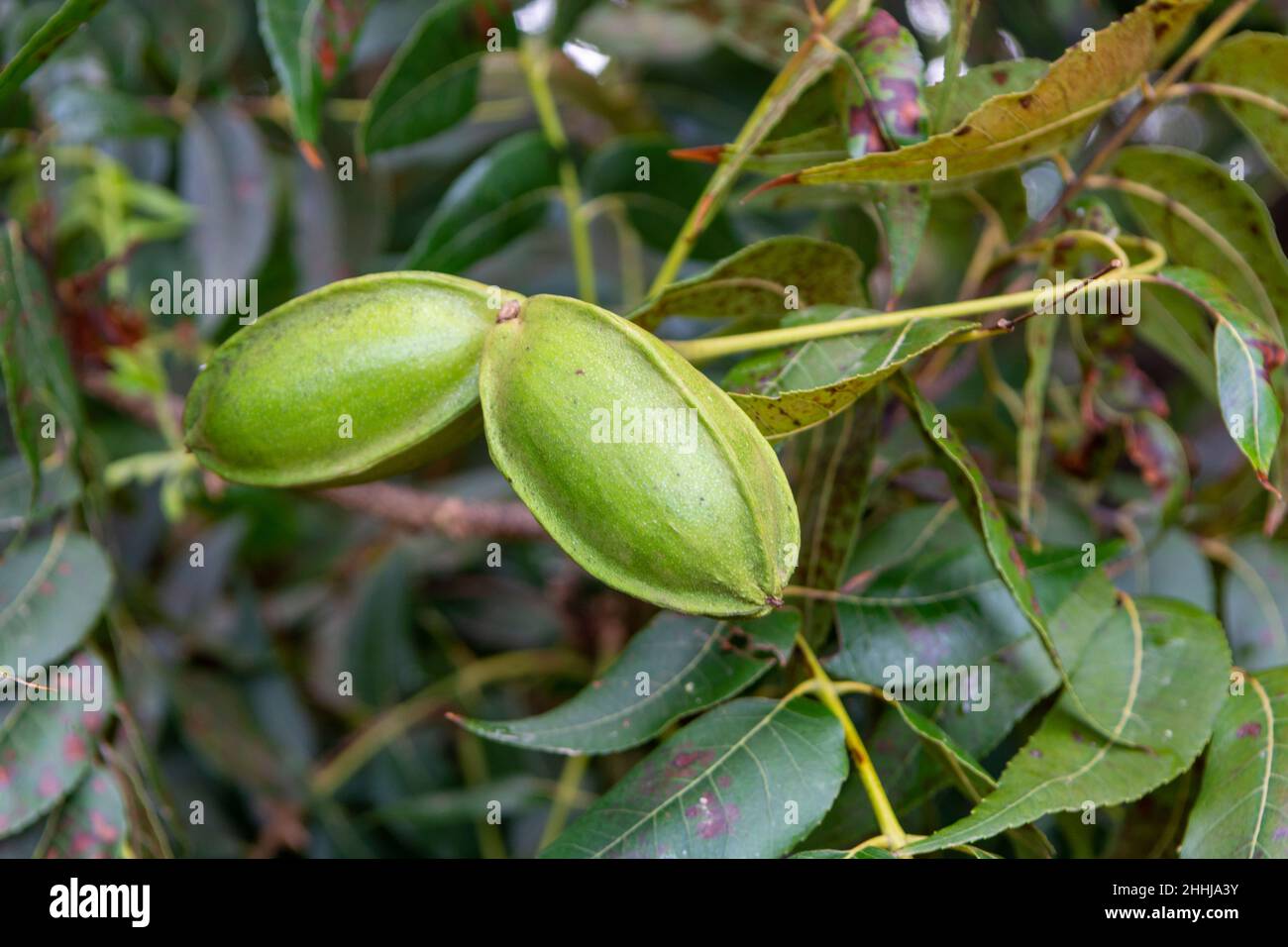 Green pecan nuts ripening on plantations of pecan trees on Cyprus near ...