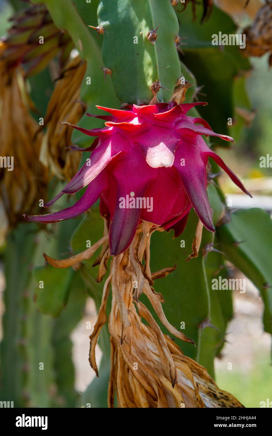 Plantations of pitahaya pink dragon fruits growing on succulent cacti ...