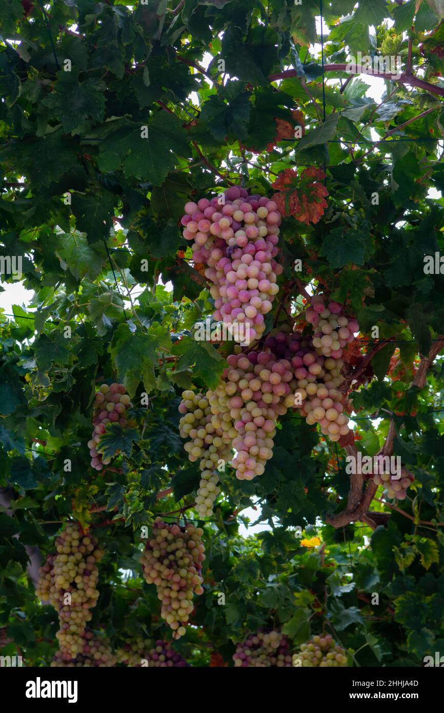 Bunches of white-pink sweet seedless table grapes ripening on vineyars ...