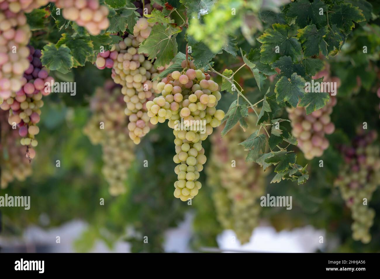 Bunches of white-pink sweet seedless table grapes ripening on vineyars ...