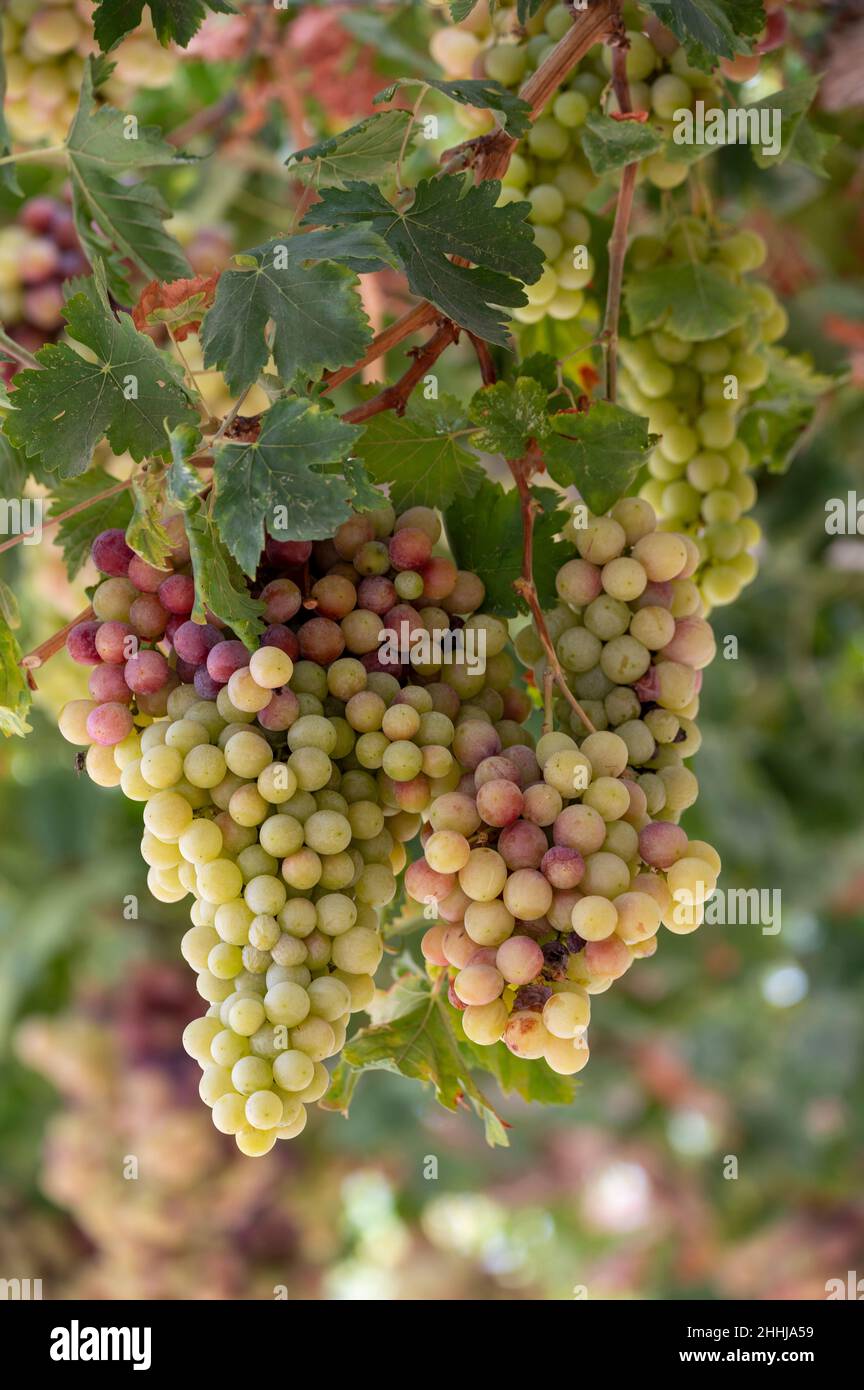 Bunches of white-pink sweet seedless table grapes ripening on vineyars ...
