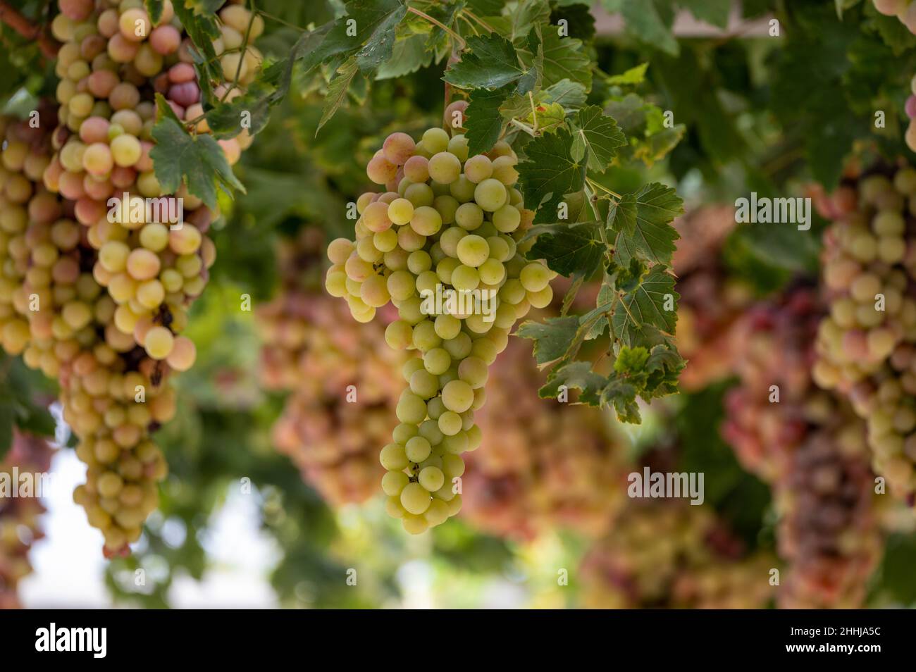 Bunches of white-pink sweet seedless table grapes ripening on vineyars ...