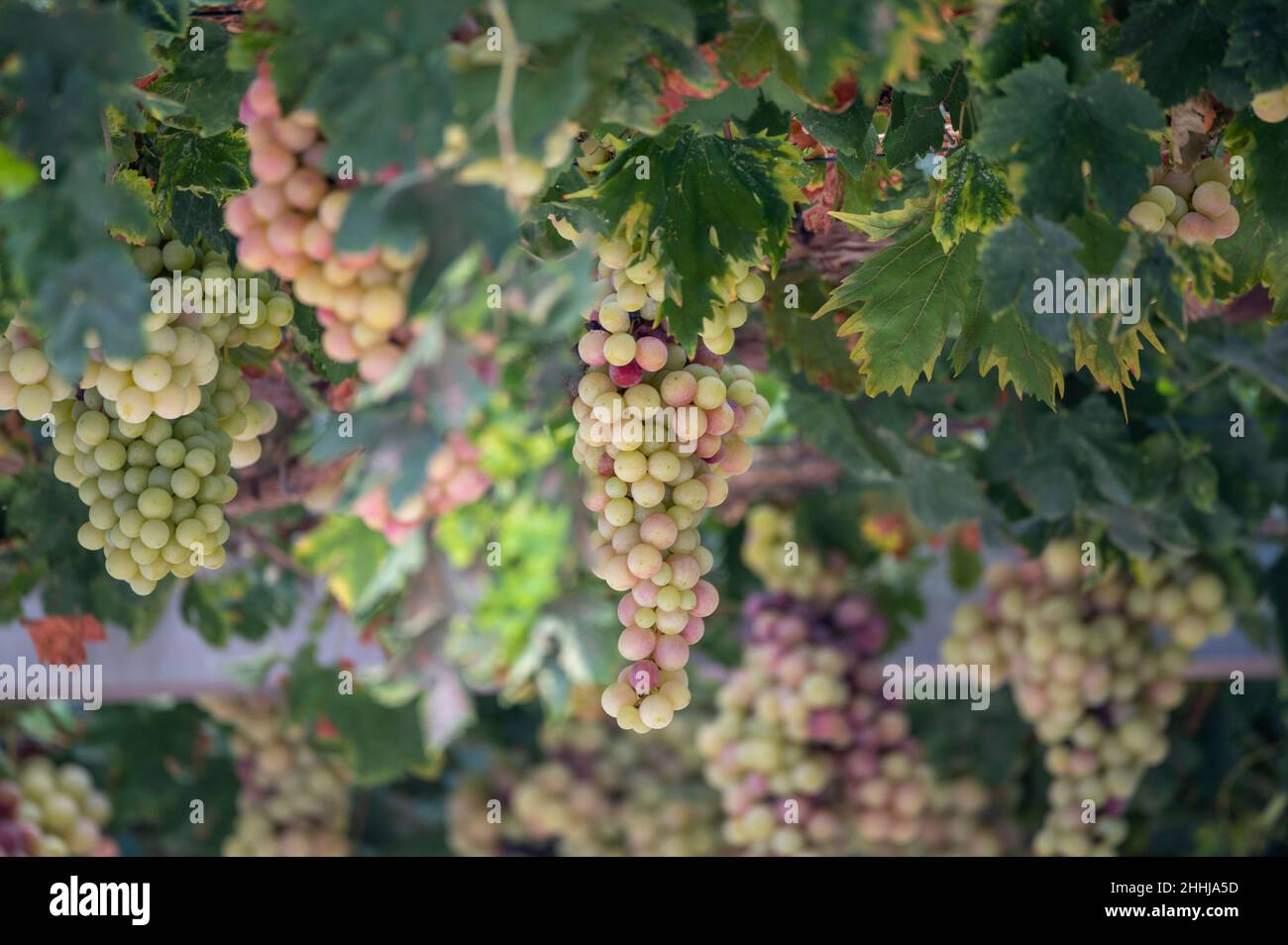 Bunches of white-pink sweet seedless table grapes ripening on vineyars ...