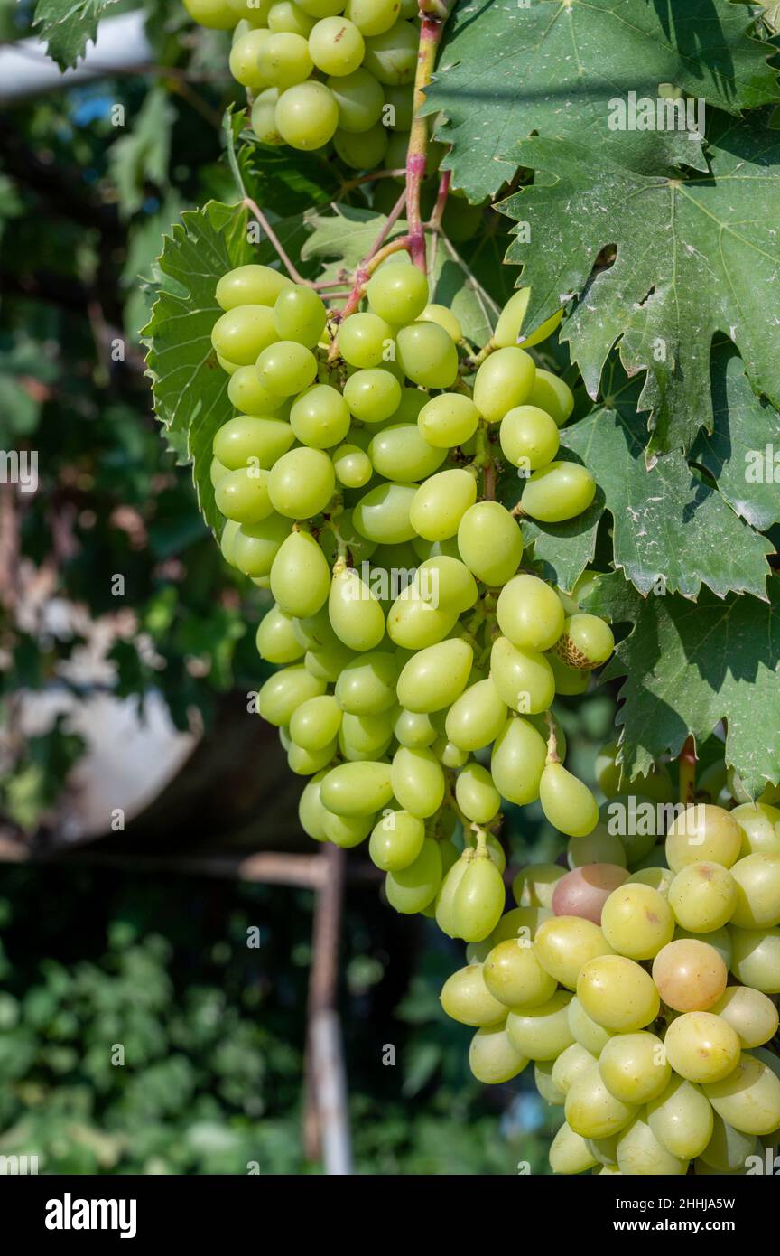 Plantation of white sweet seedless table grapes on Cyprus, nature ...