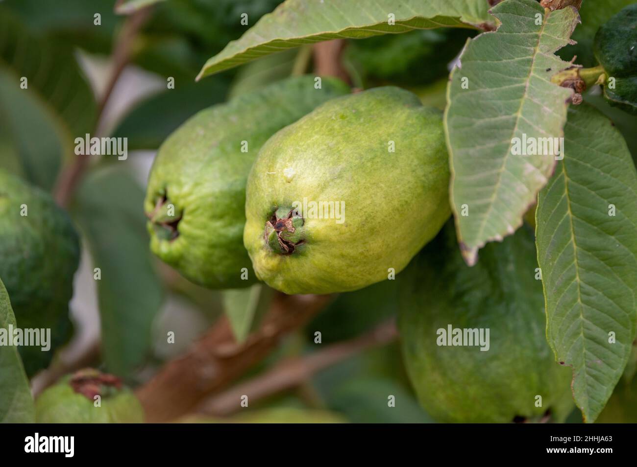 Inside green guava hi-res stock photography and images - Alamy