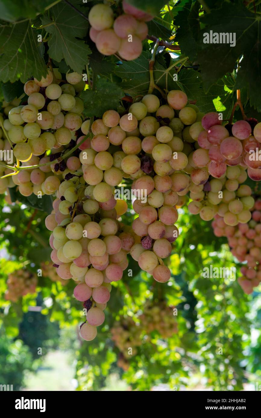 Bunches of white-pink sweet seedless table grapes ripening on vineyars ...