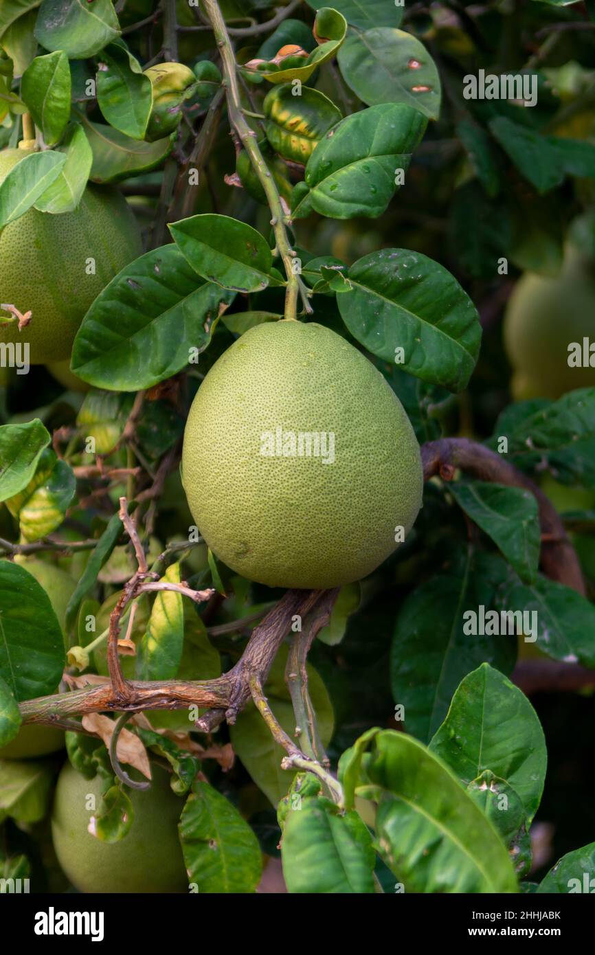 Big round pomelo tropical citrus fruits hanging on trees on pomelo ...