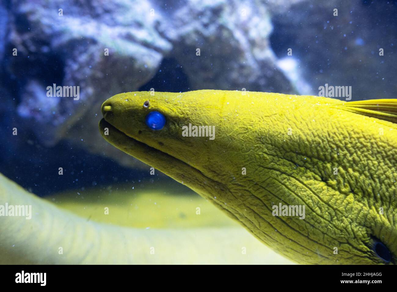 A tropical Moray eel portrait under water. sticks its head out of its ...