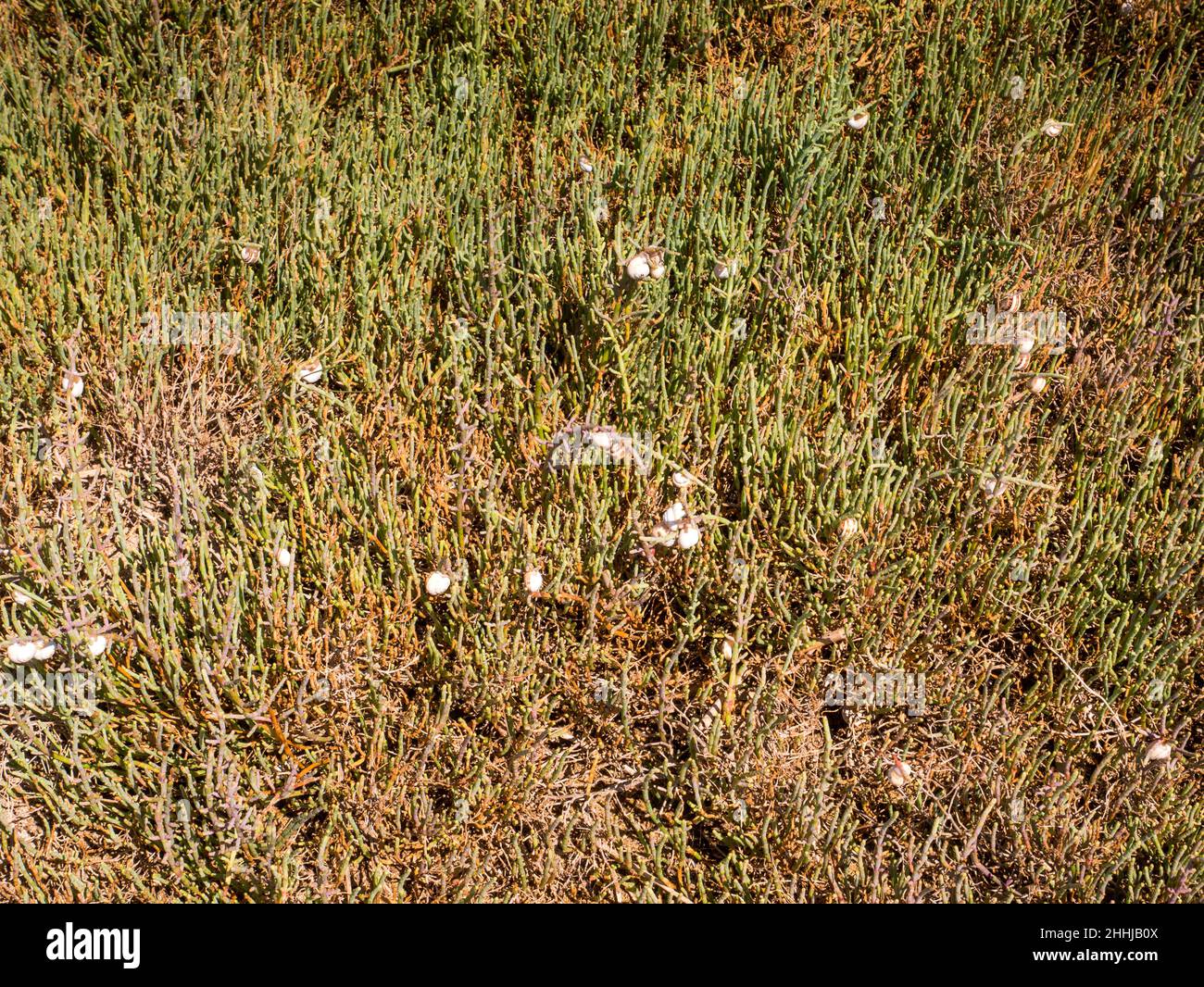 Peloid medicinal mud in Nin town, the Zadar County of Croatia, Europe ...