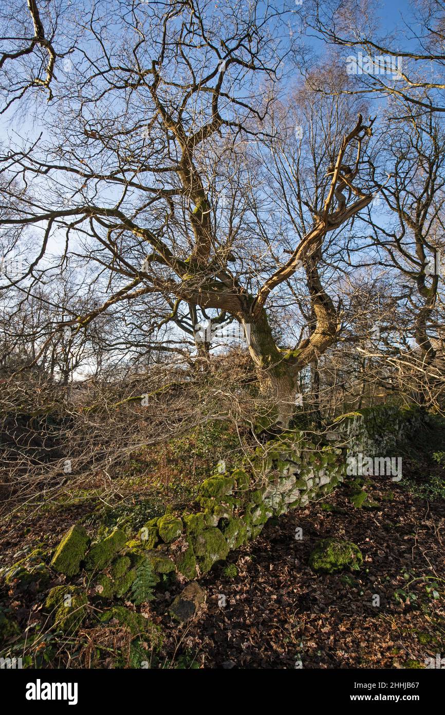 Crich chase wildlife hi-res stock photography and images - Alamy