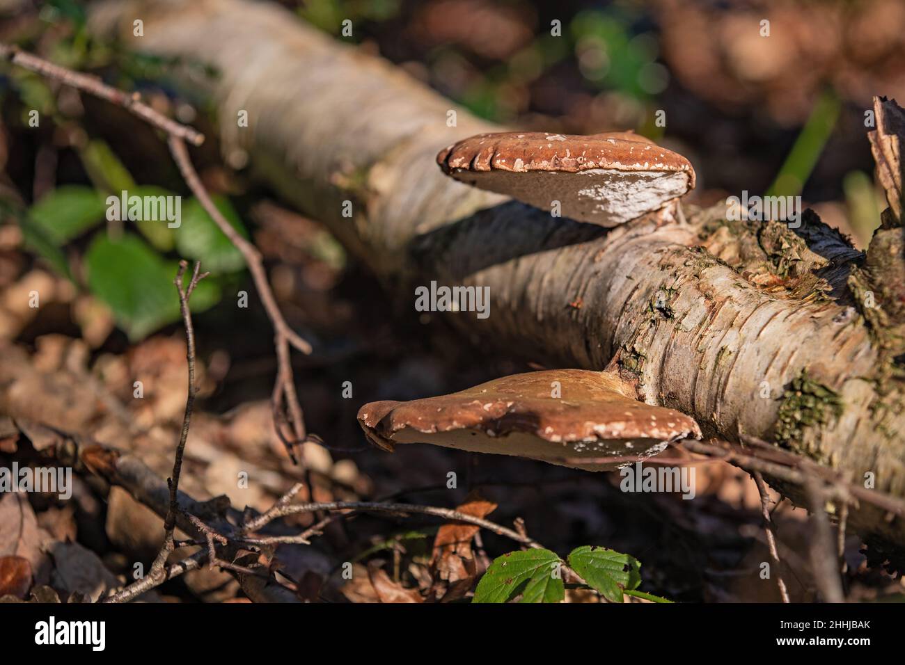Birch Polypore fungus on Silver Birch tree, Crich Chase, Derbyshire ...