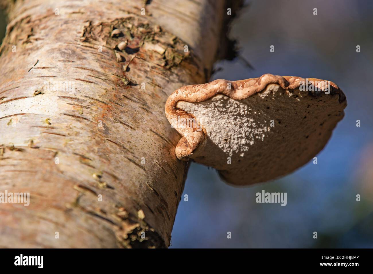Birch Polypore fungus on Silver Birch tree, Crich Chase, Derbyshire ...