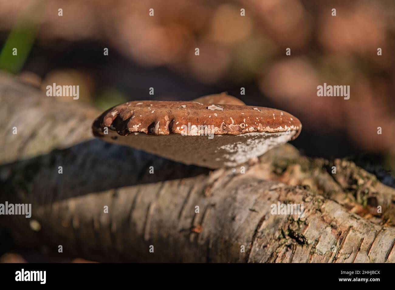 Birch Polypore fungus on Silver Birch tree, Crich Chase, Derbyshire ...