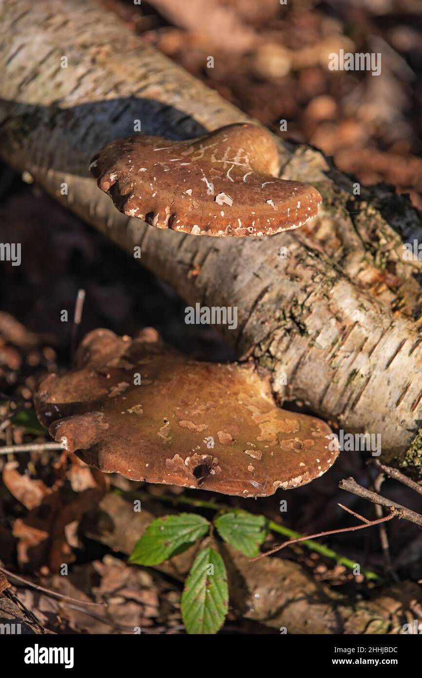Birch Polypore fungus on Silver Birch tree, Crich Chase, Derbyshire ...