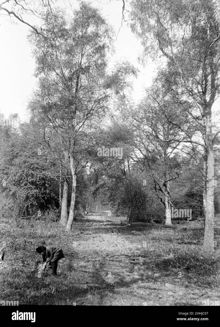 Child playing under a tree in Chipstead WoodsNovember 1918 Stock Photo ...