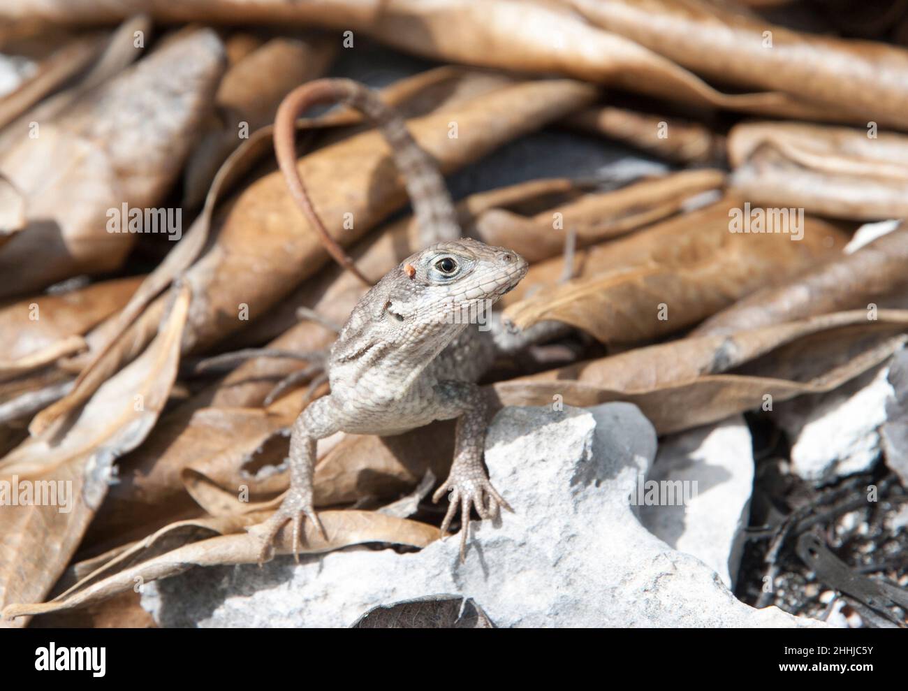 The close view of a lizard in dry leaves on Half Moon Cay island ...
