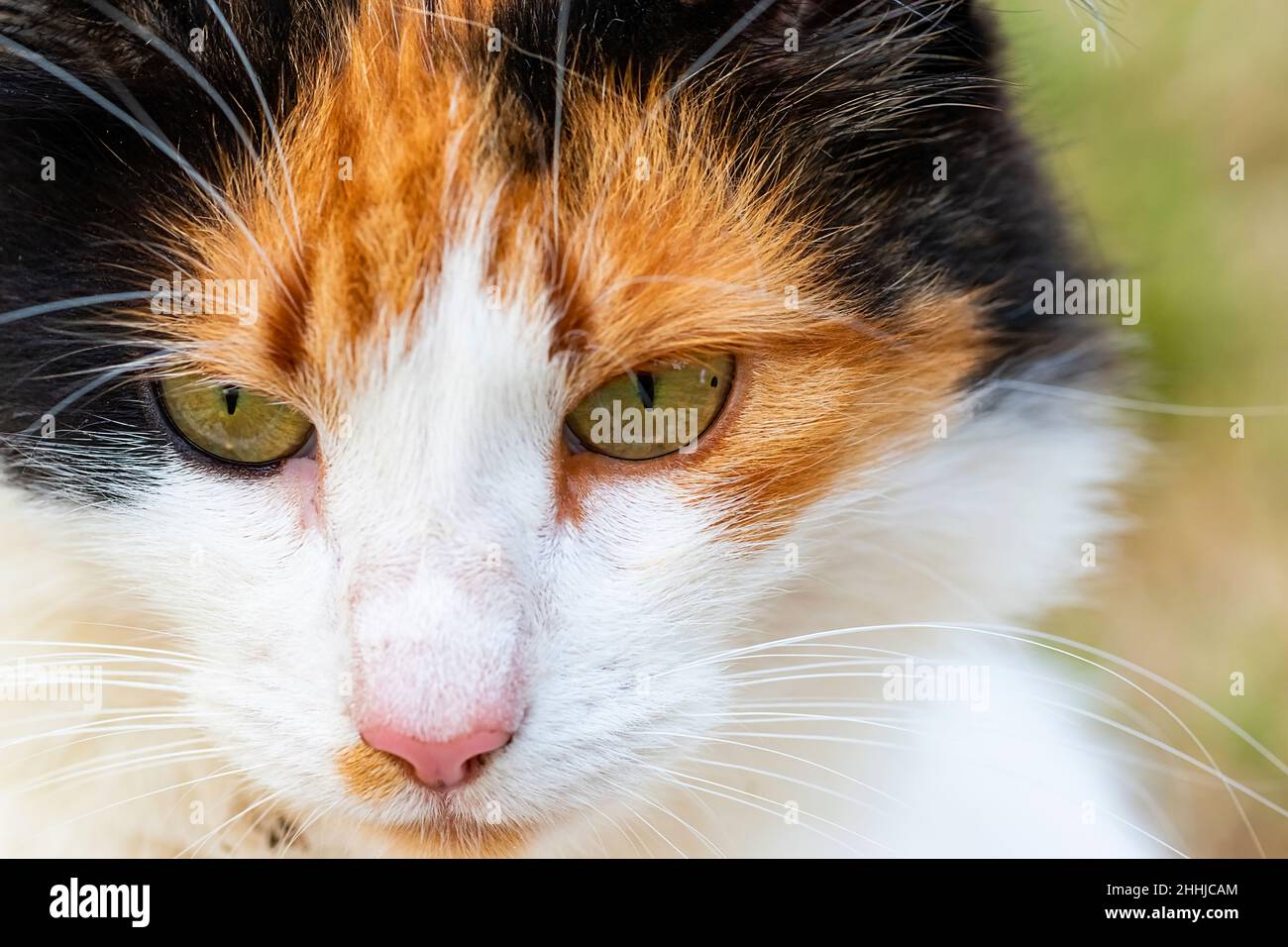 A close up of a cat's fluffy muzzle Stock Photo - Alamy