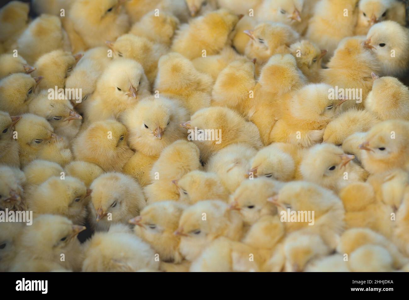 Large Group of Baby Chicks on Chicken Farm background Stock Photo - Alamy