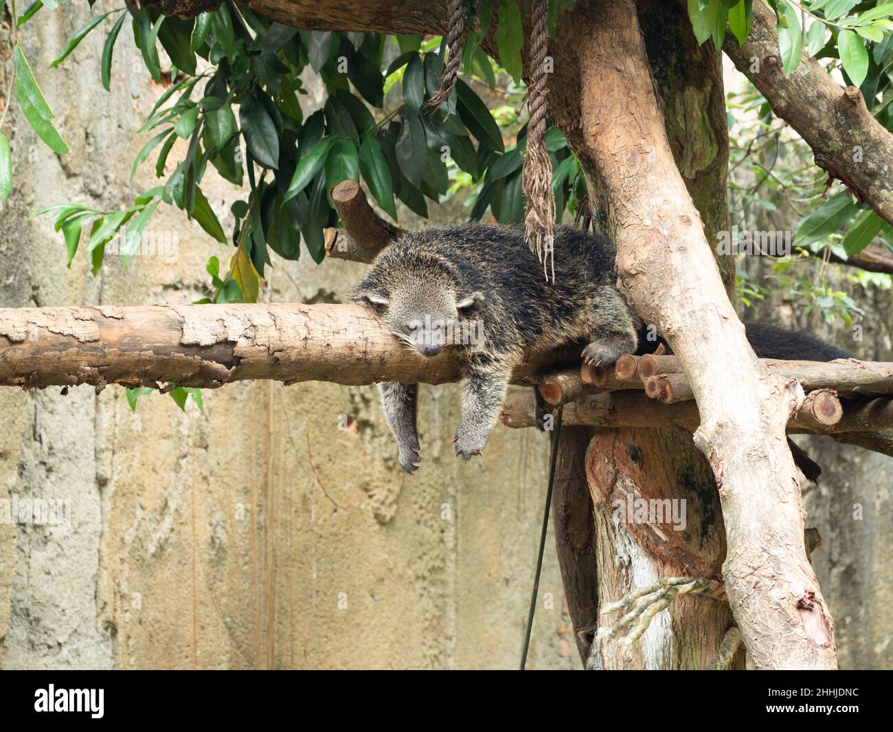 The binturong (Arctictis binturong) also known as the bearcat, is a ...
