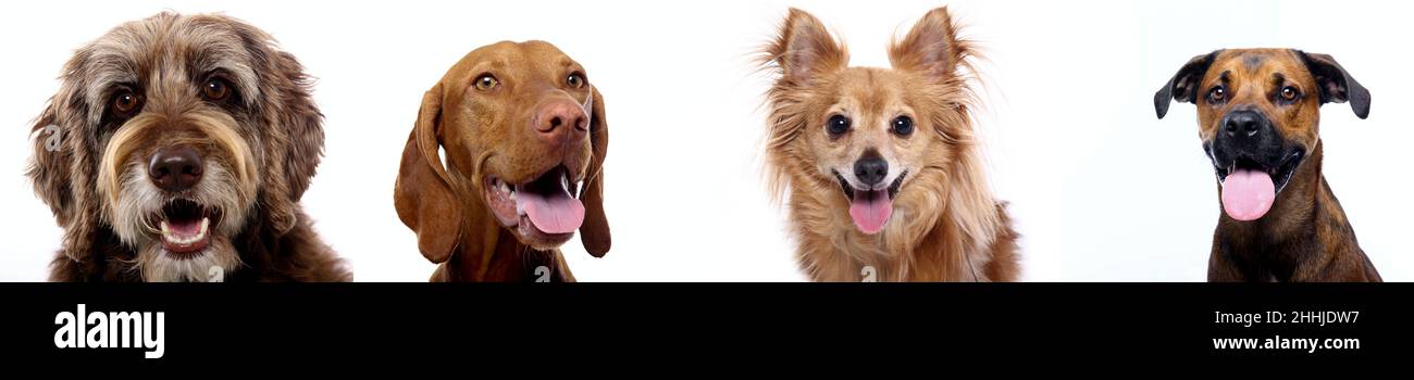 Group of beautiful dogs in front of a white background Stock Photo - Alamy