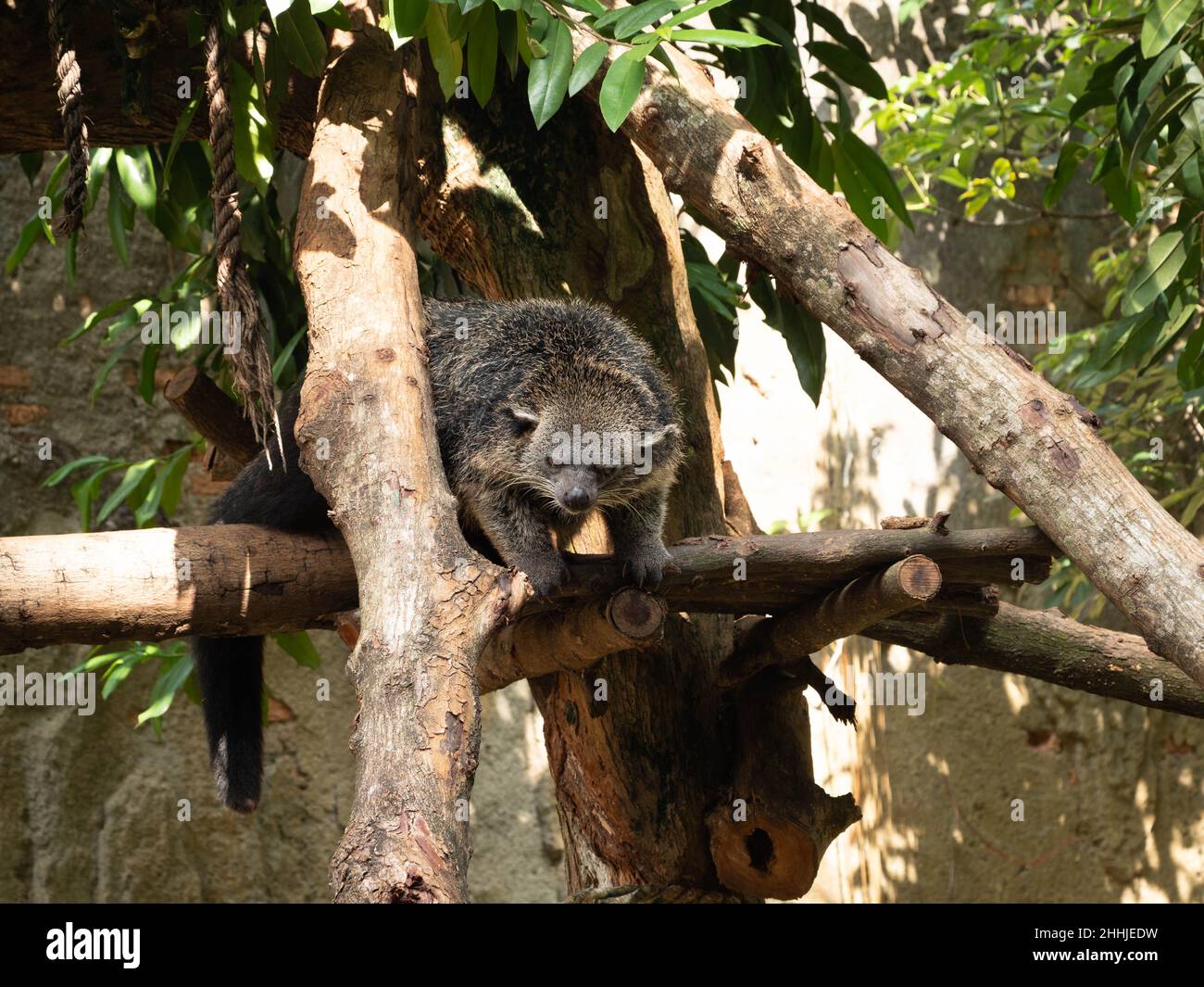 The binturong (Arctictis binturong) also known as the bearcat, is a ...