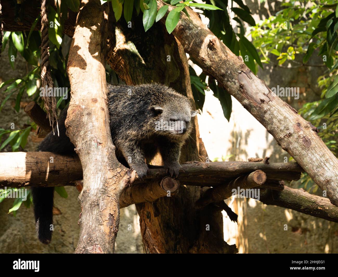 The binturong (Arctictis binturong) also known as the bearcat, is a ...