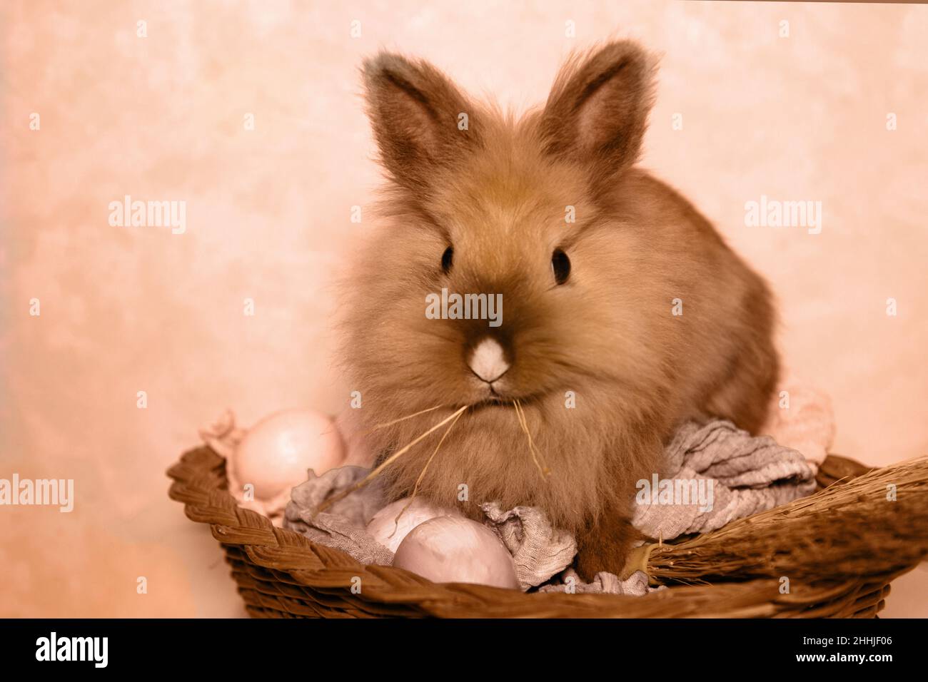 A live Easter Bunny sitting in a wicker basket with painted eggs on a ...