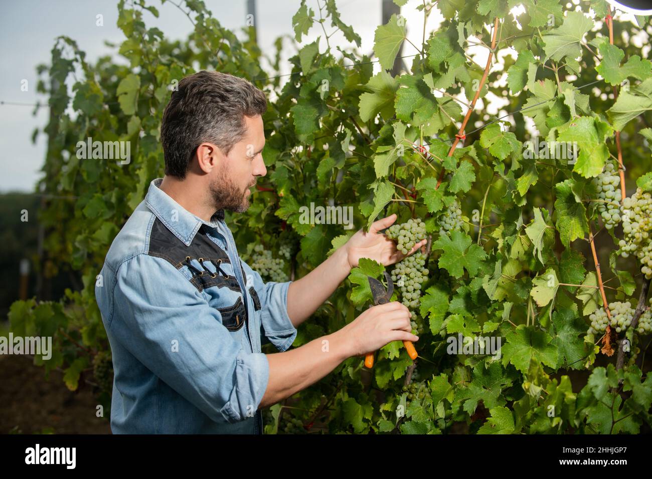 oenologist cutting grapevine with garden scissors, vineyard Stock Photo ...