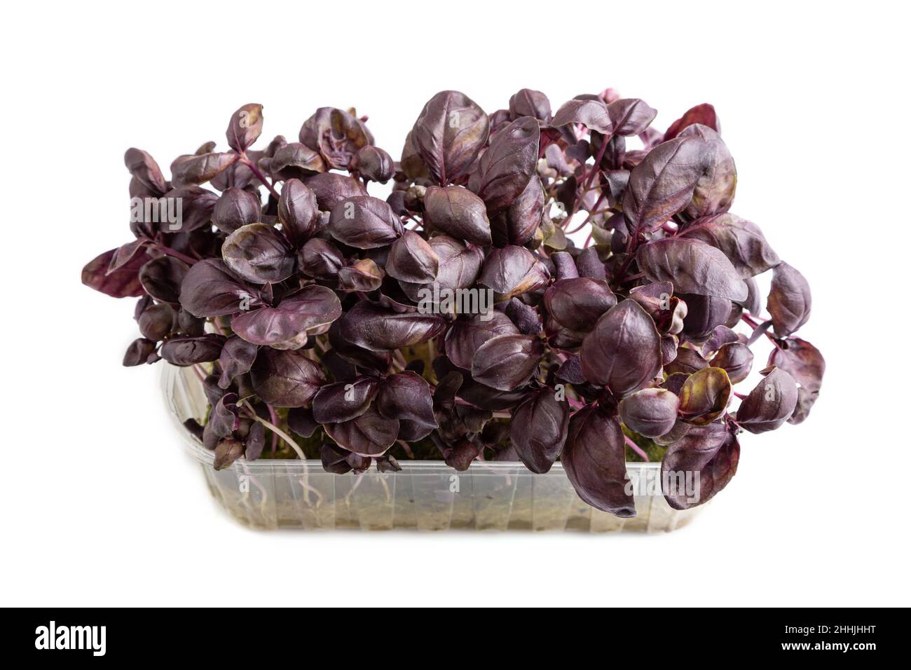 Basil plant hydroponics hi-res stock photography and images - Alamy