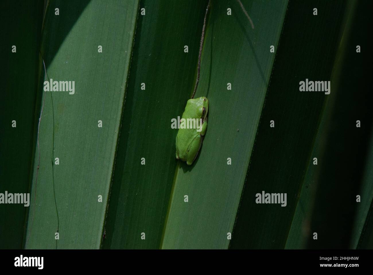 American green treefrog hi-res stock photography and images - Alamy