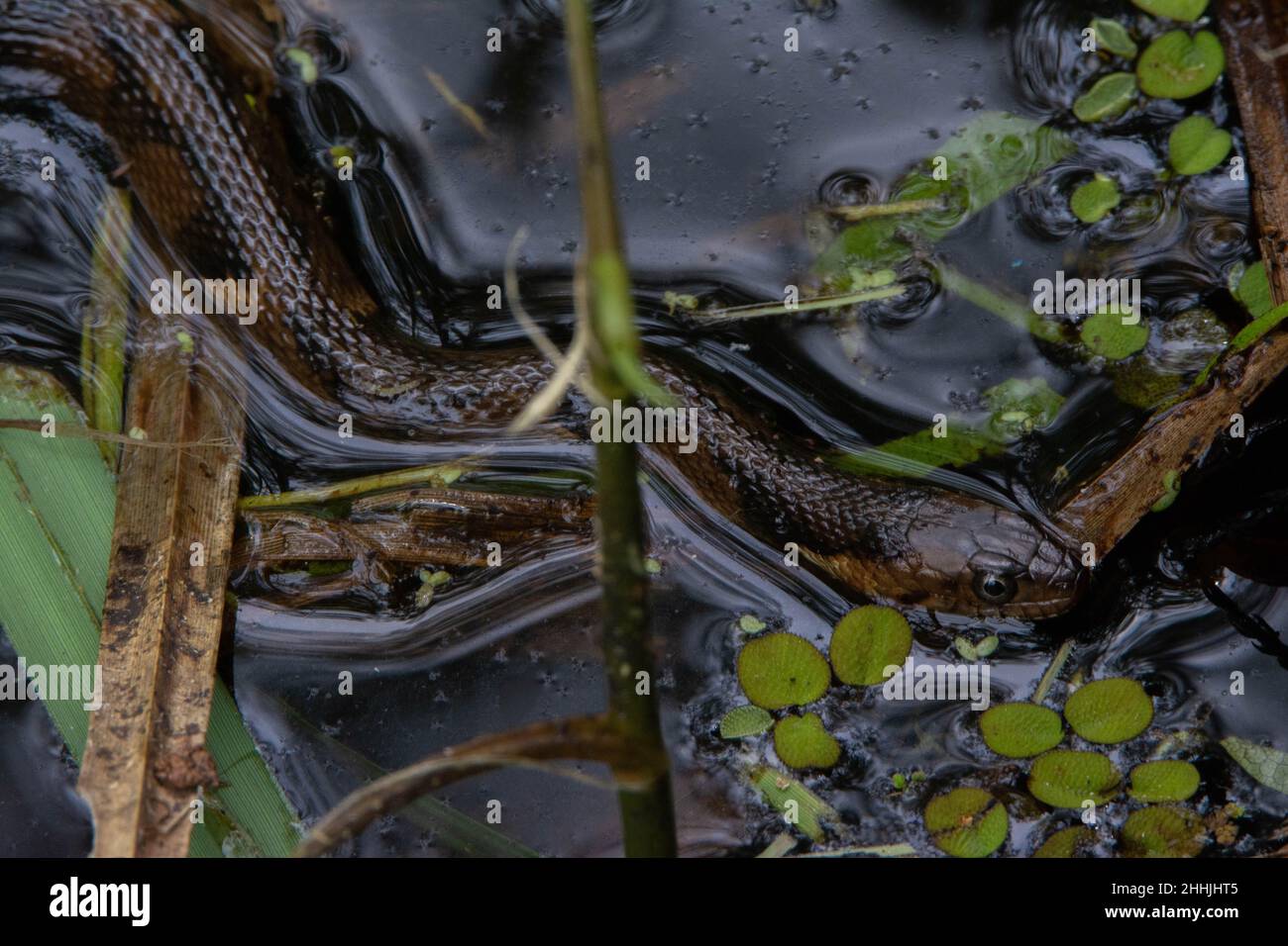 Broad-banded Watersnake (Nerodia fasciata confluens) from Jefferson ...