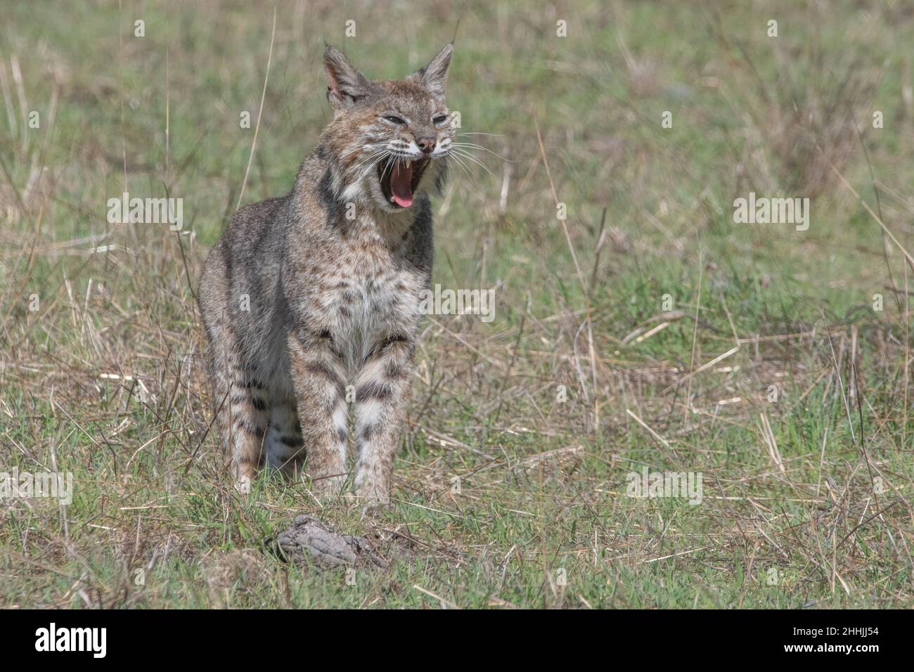 A wild bobcat (Lynx rufus) yawns, photographed on the west coast of ...