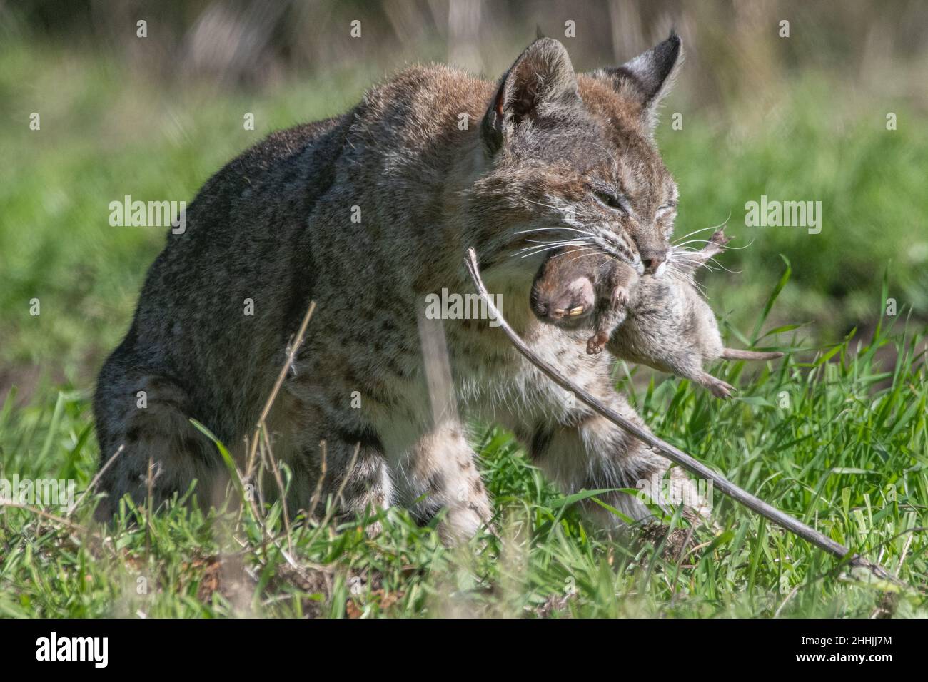 A wild bobcat (Lynx rufus) that has captured a large gopher and grips ...