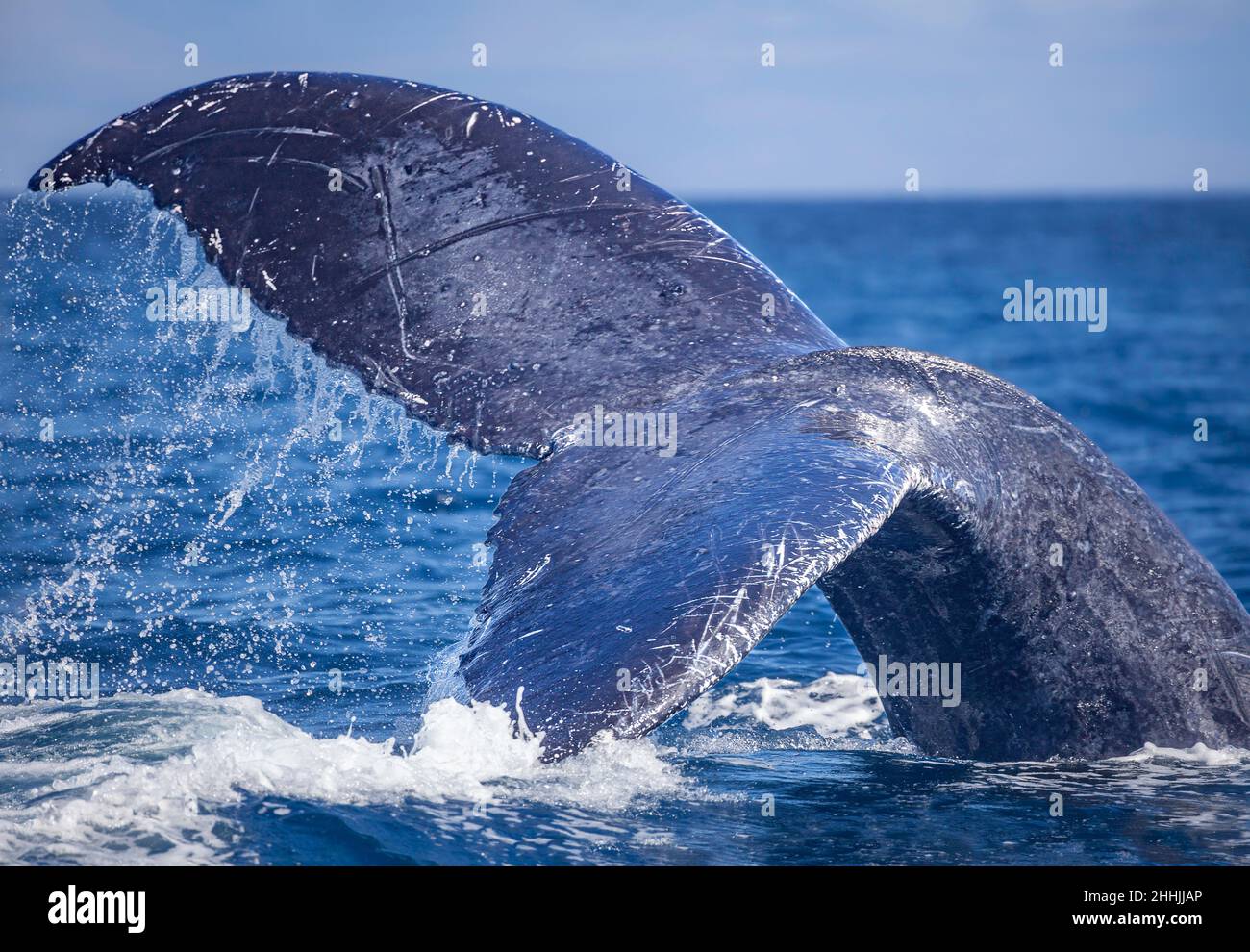 The scared tail of a humpback whale, Megaptera novaeangliae, as it ...