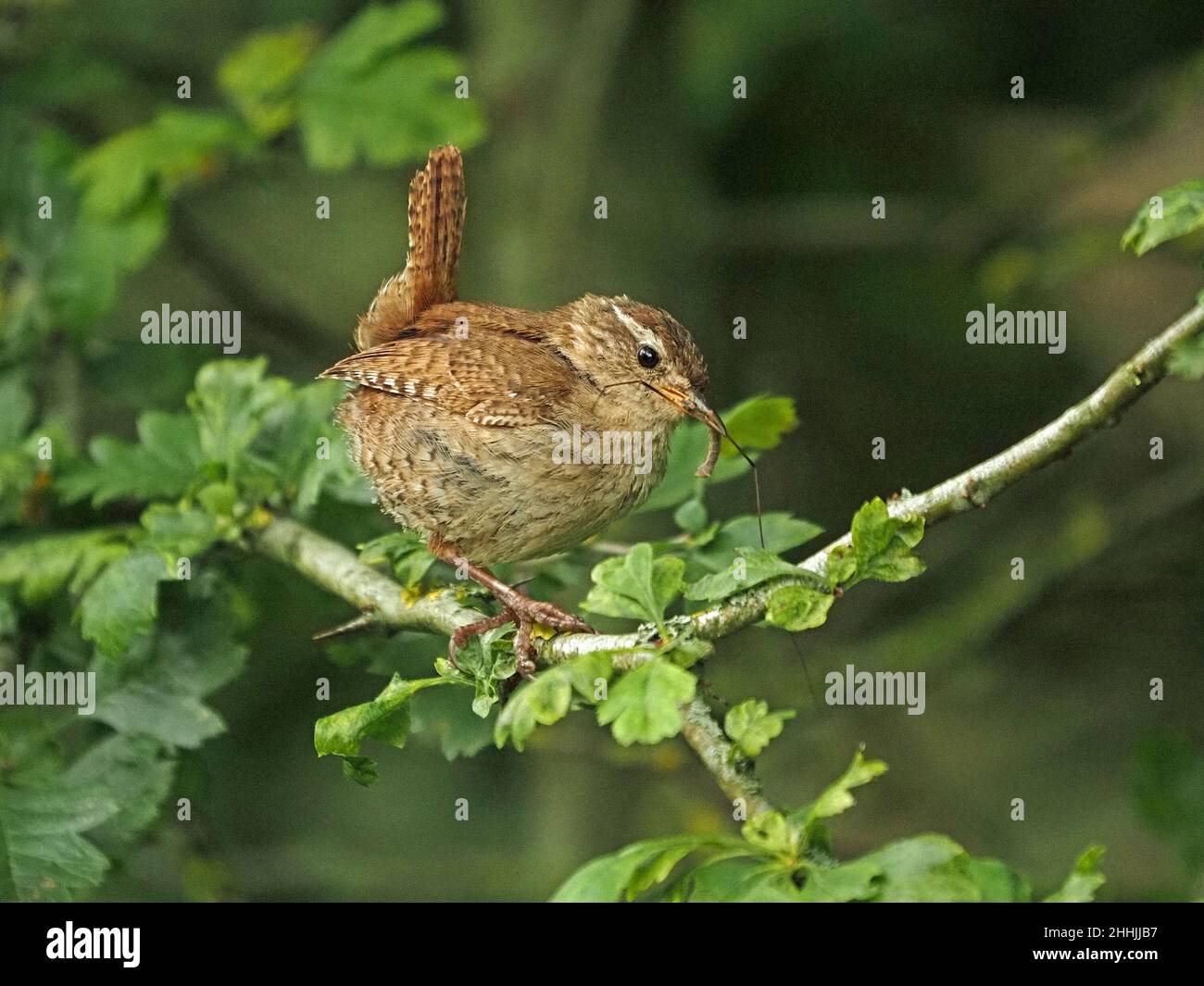 Parent Eurasian Wren (Troglodytes troglodytes) - insect food in beak to ...