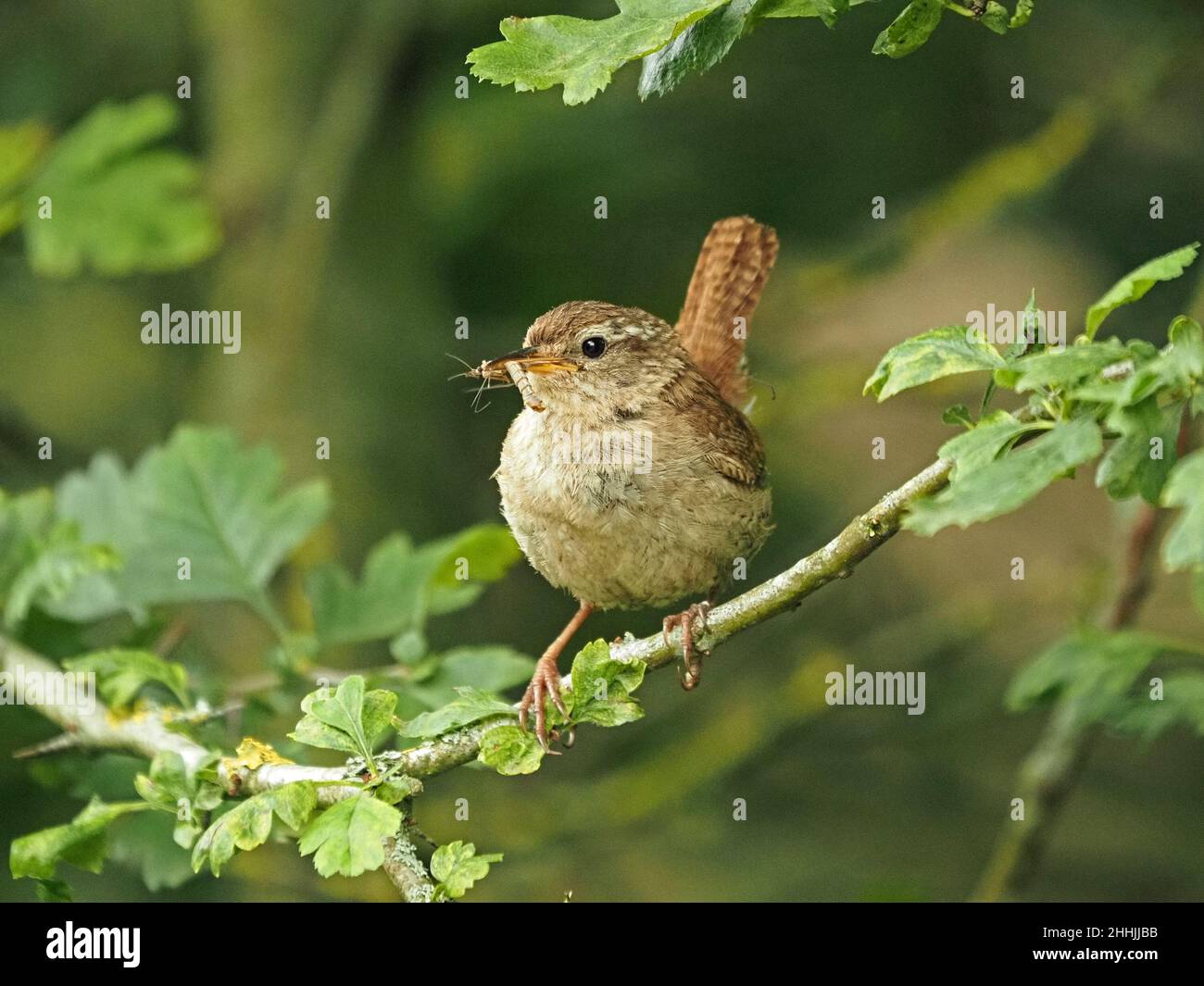 Parent Eurasian Wren (Troglodytes troglodytes) - insect food in beak to ...