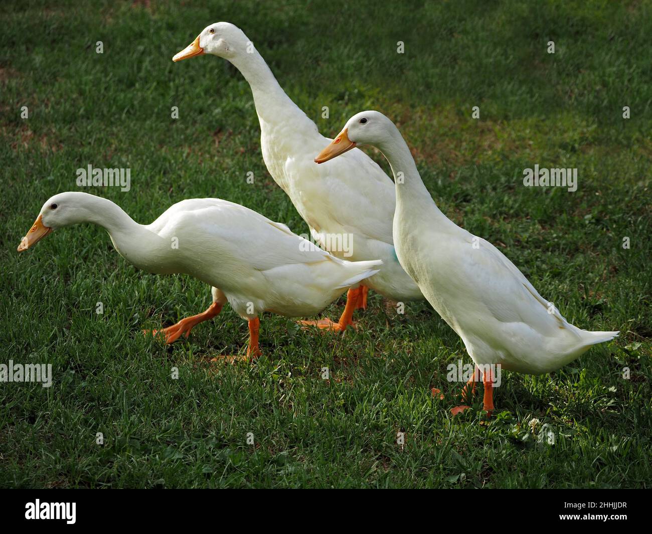 Black indian runner ducks hi-res stock photography and images - Alamy