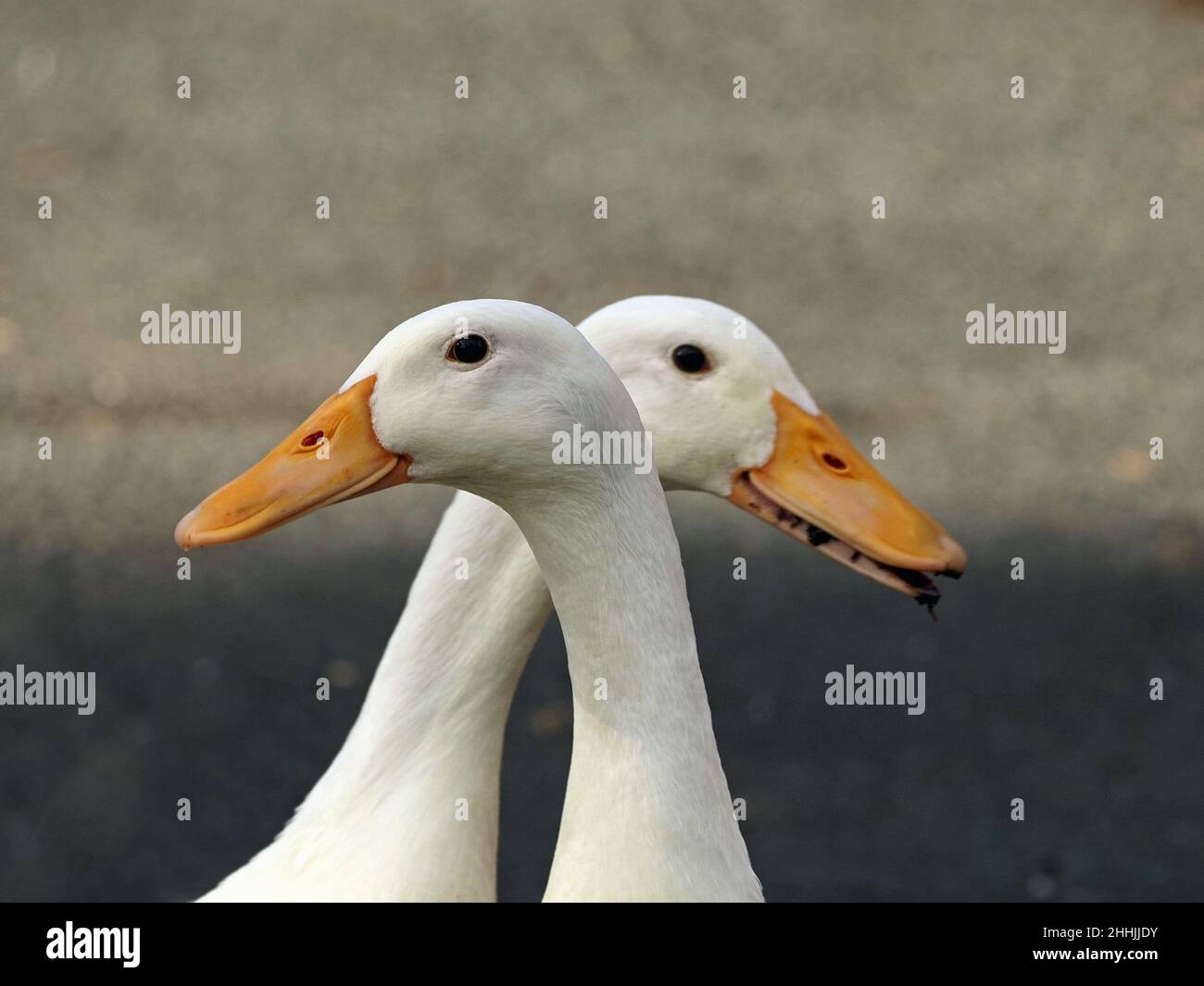 two domestic White Indian Runner Ducks (Anas platyrhynchos domesticus ...