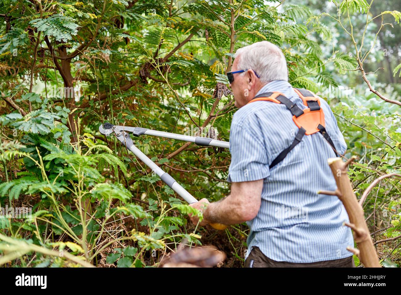 Back view of elderly male farmer cutting green branches and stems of ...